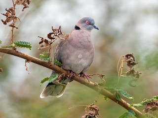 Mourning Collared-Dove - New Zealand Bird Atlas