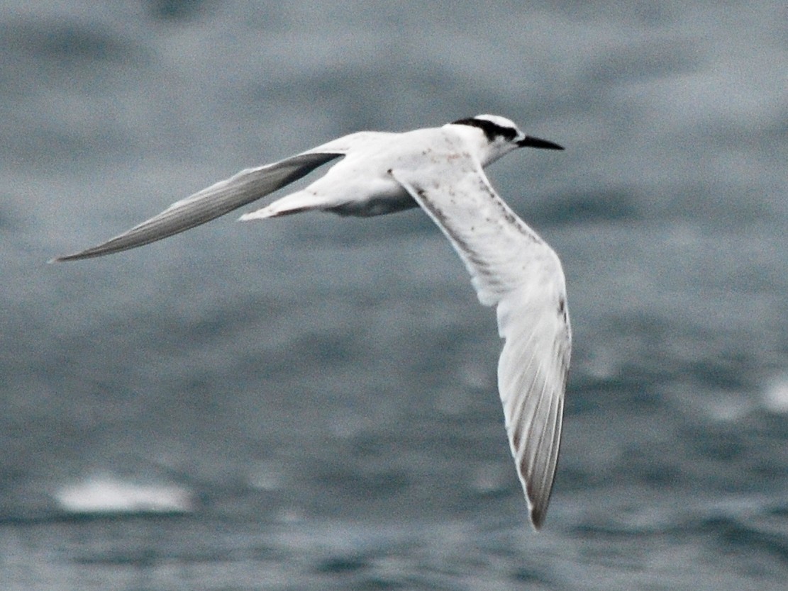 Black-naped Tern - eBird