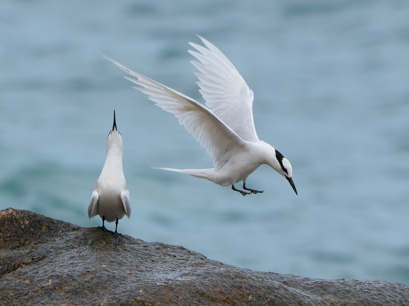 Black-naped Tern - eBird