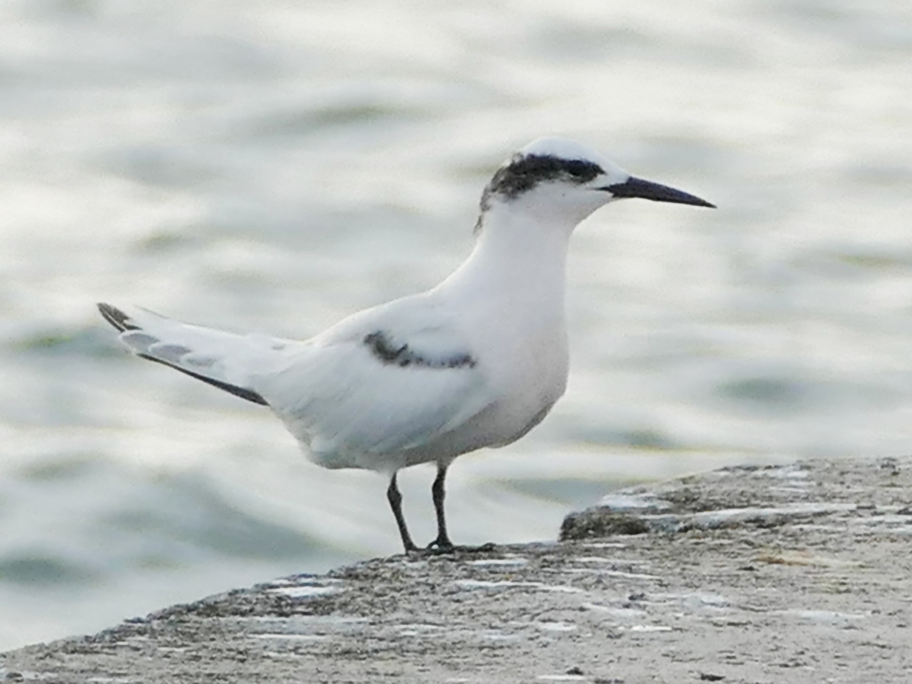 Black-naped Tern - eBird