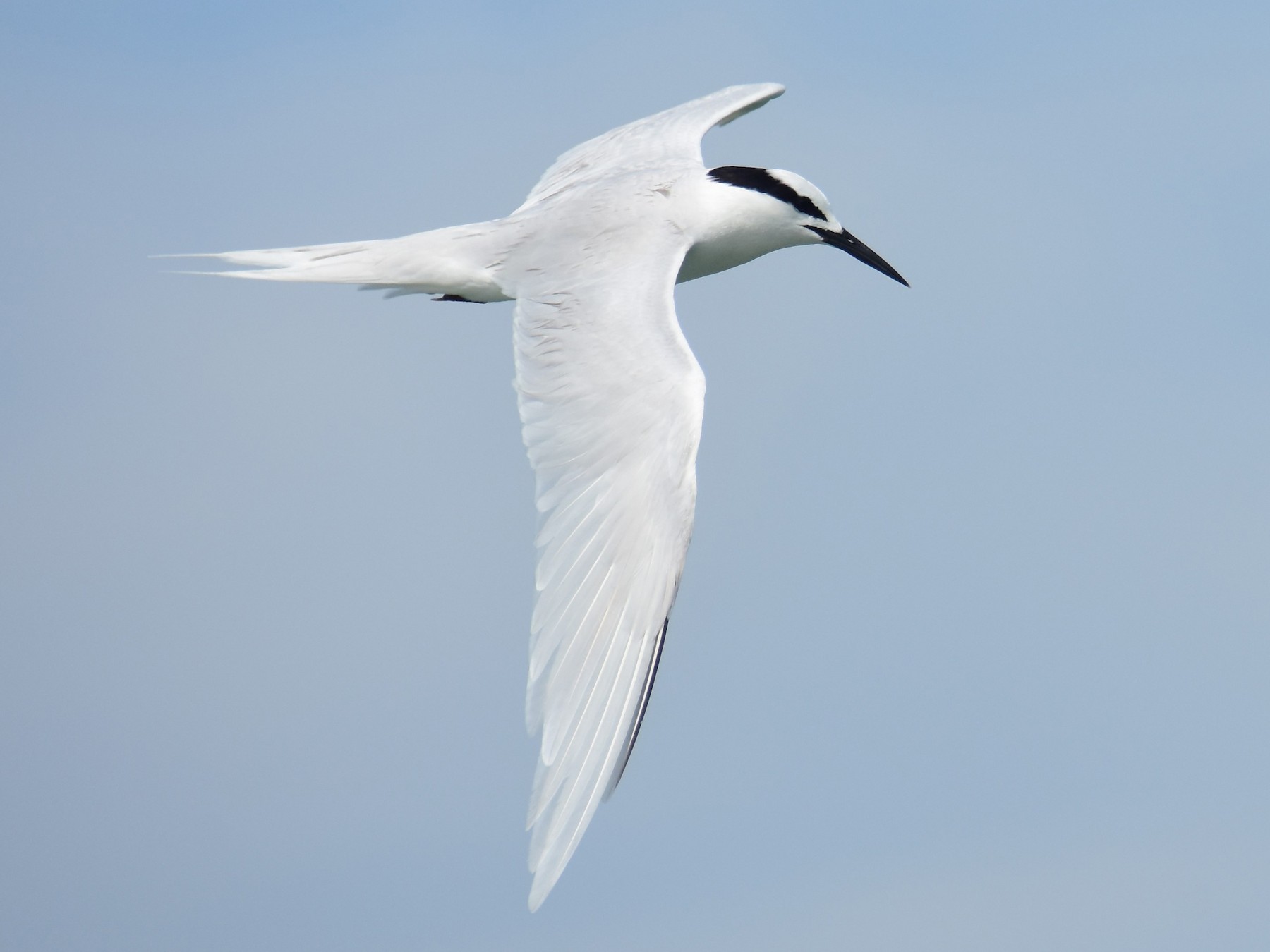 Black-naped Tern - eBird