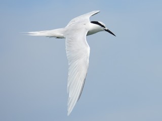 Black-naped Tern - eBird