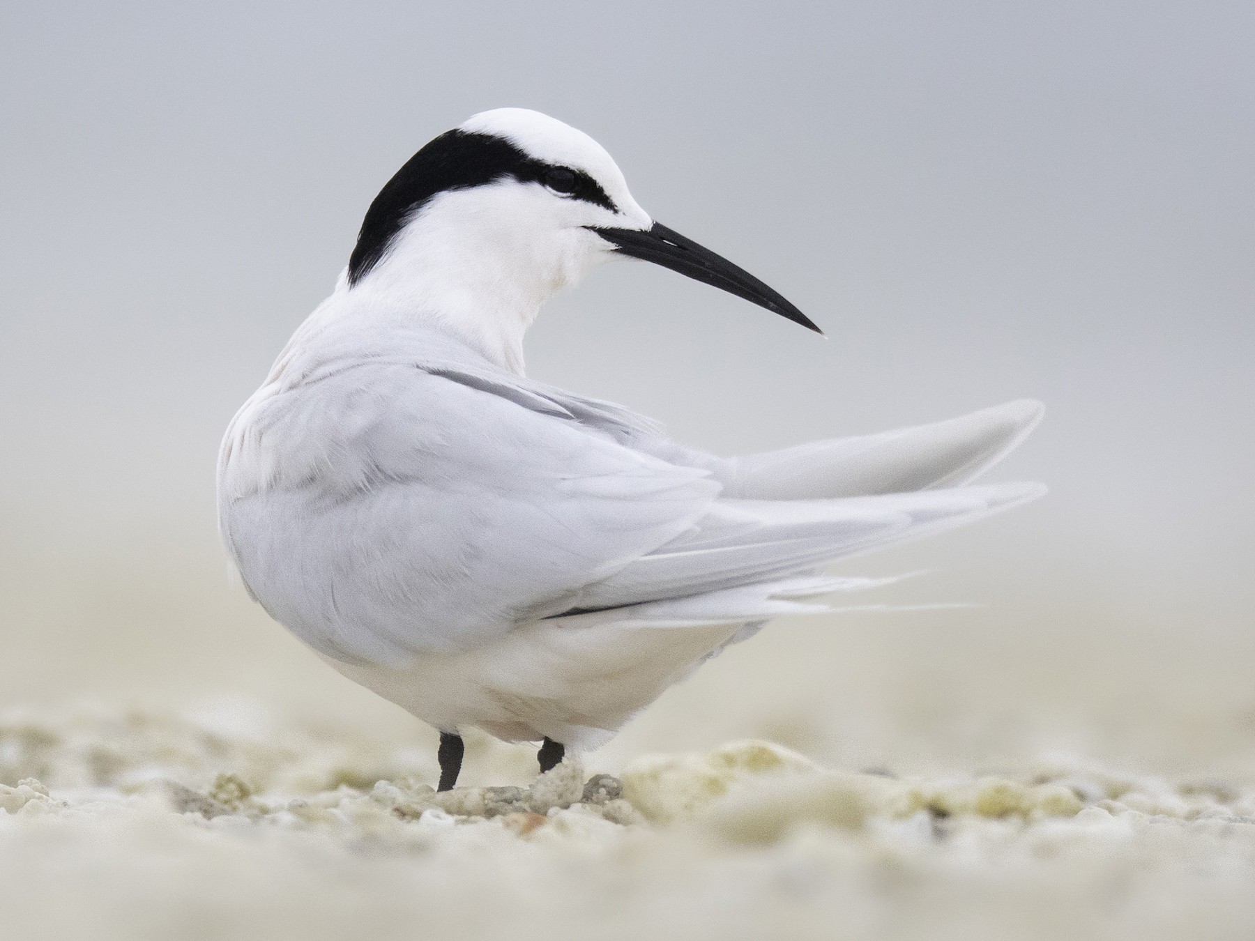 Black-naped Tern - eBird