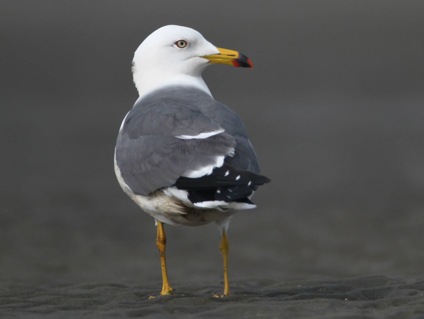 Black-tailed Gull - eBird