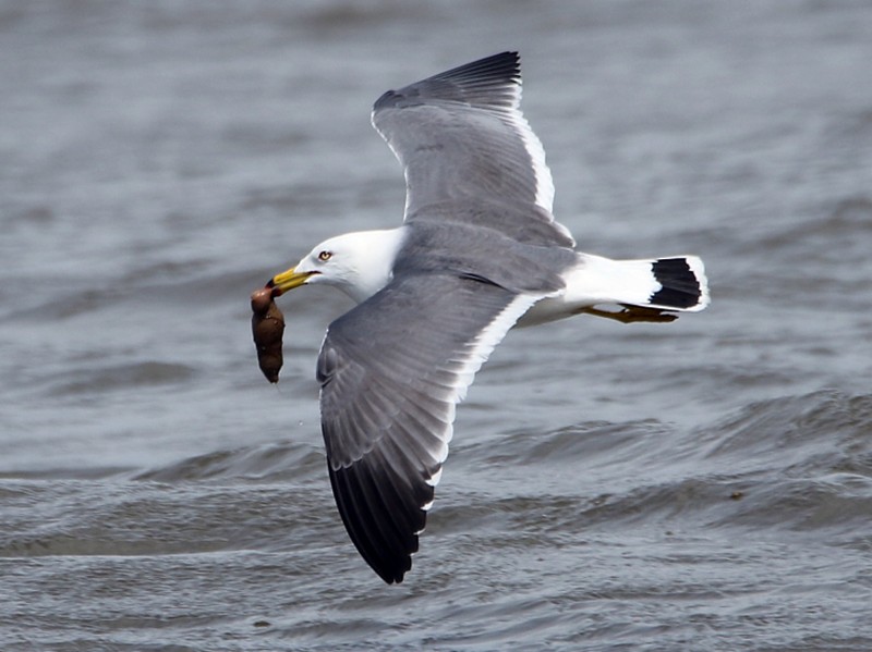 Black-tailed Gull - eBird