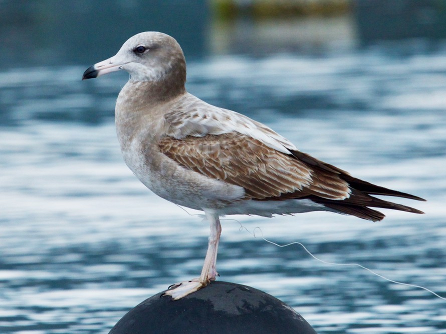 Black-tailed Gull - eBird