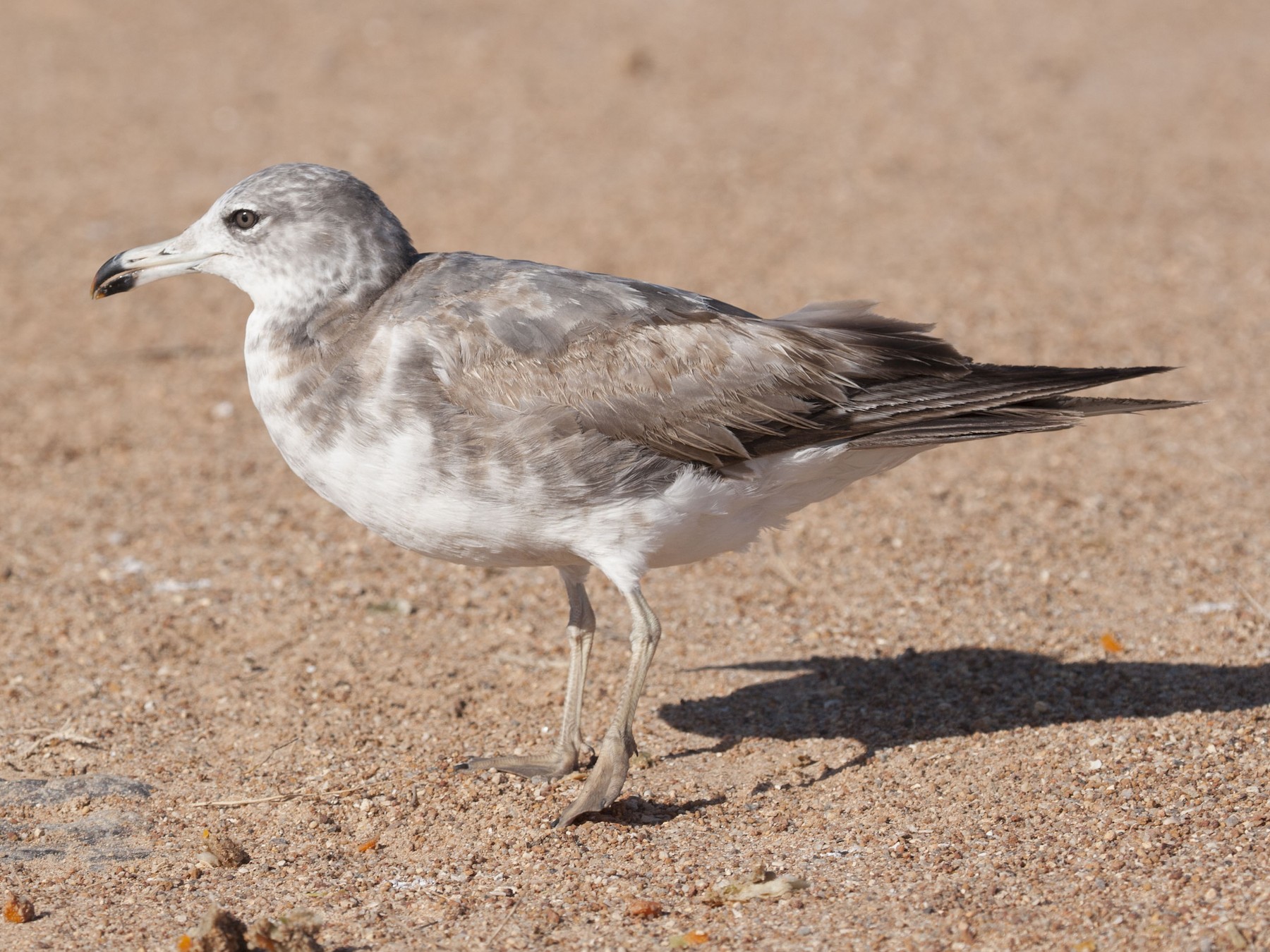 Black-tailed Gull - eBird