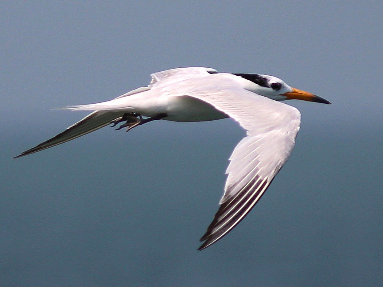 Chinese Crested Tern - eBird