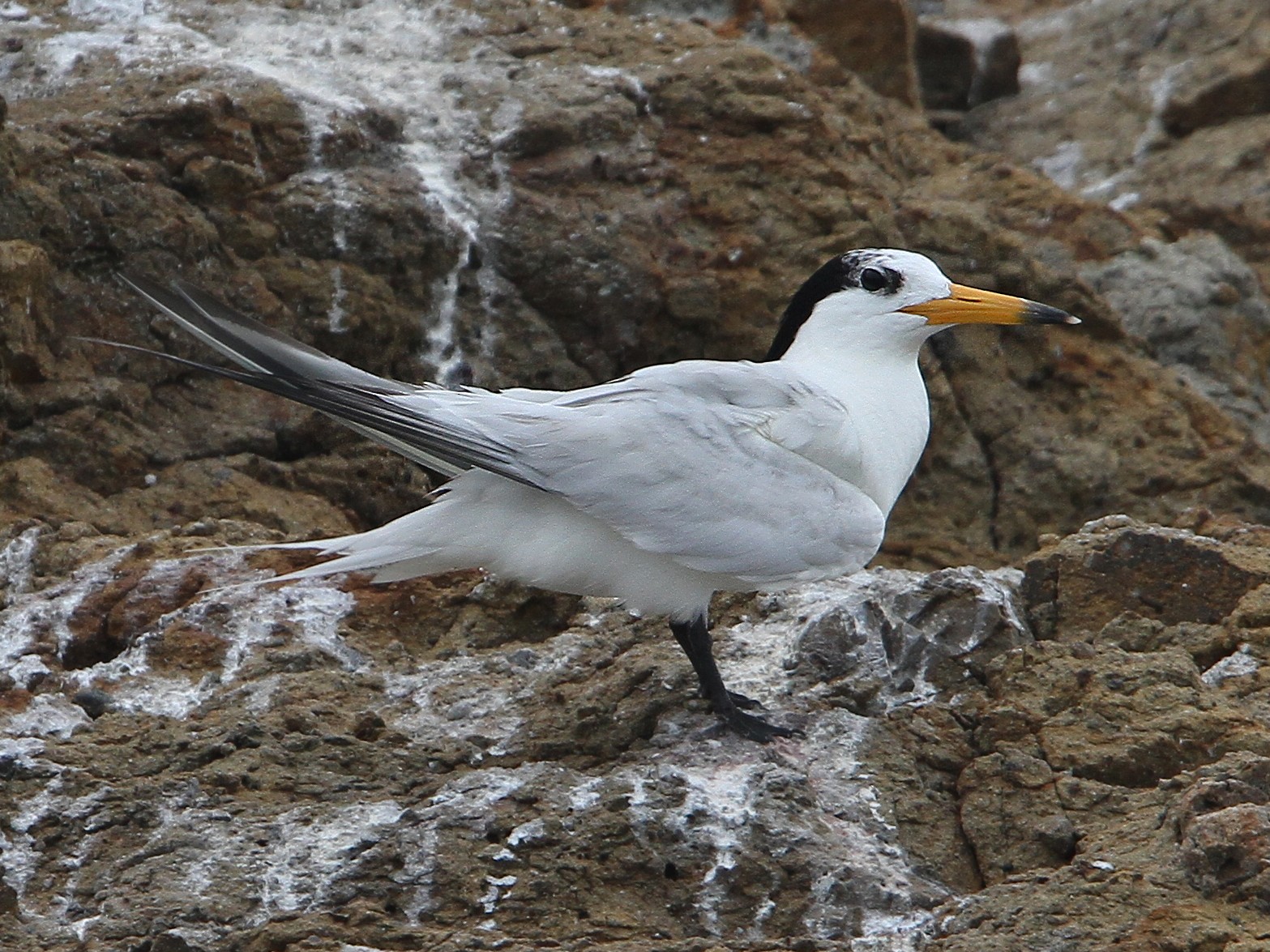 Chinese Crested Tern - eBird