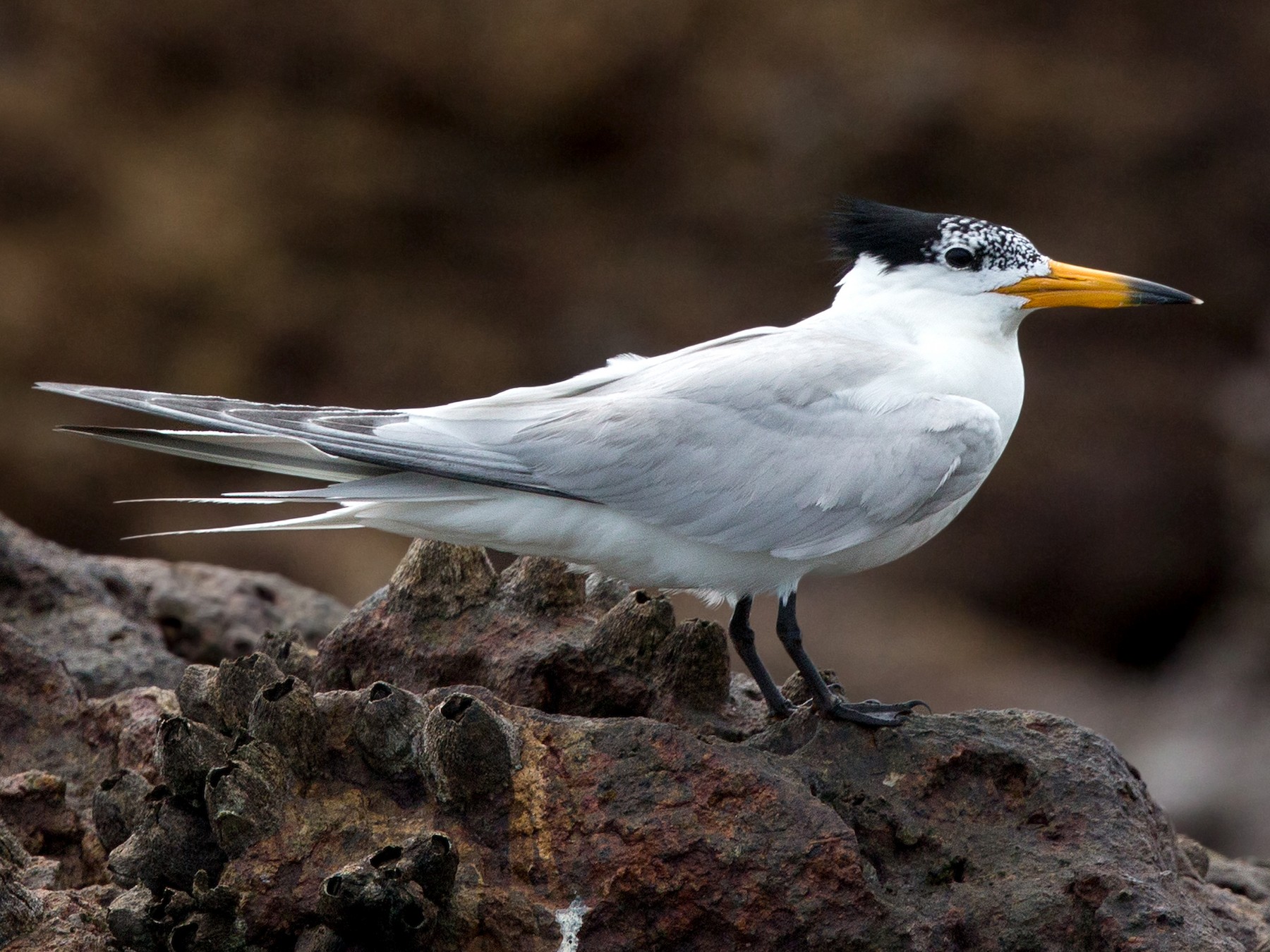 Chinese Crested Tern - eBird
