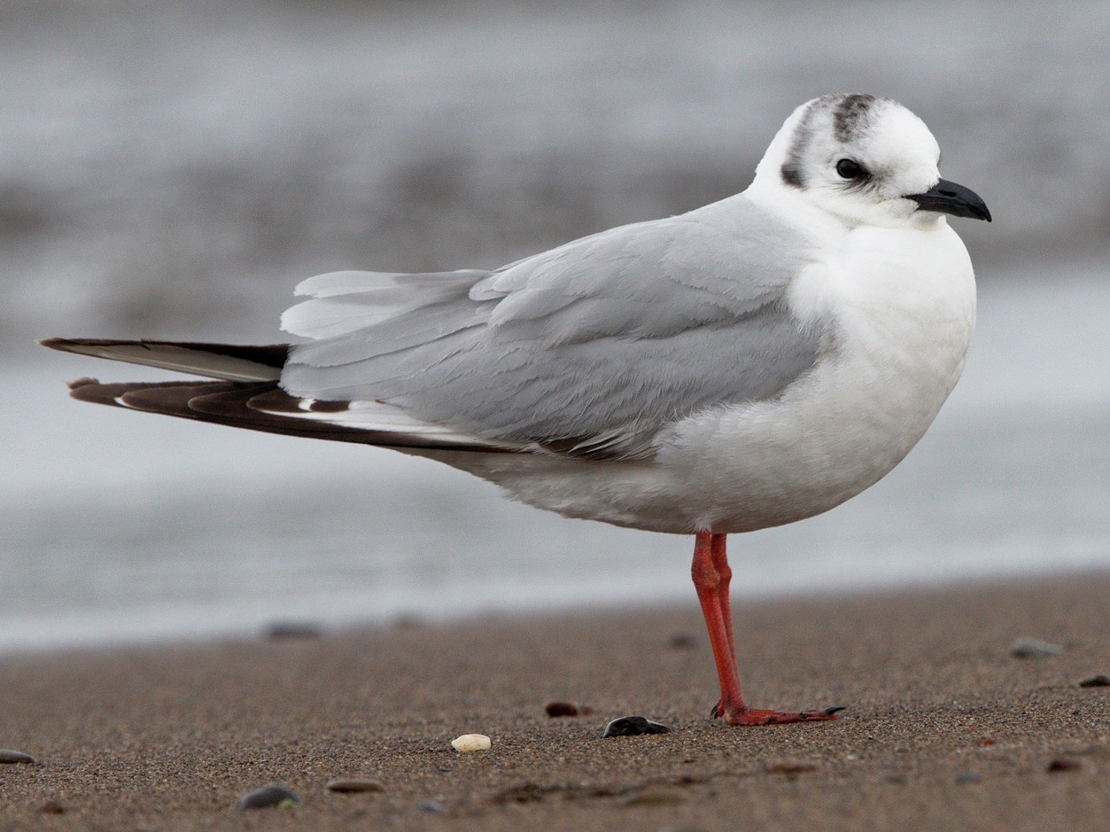 Saunders's Gull - eBird