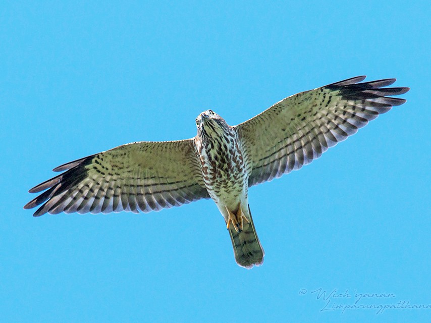Chinese Sparrowhawk - eBird