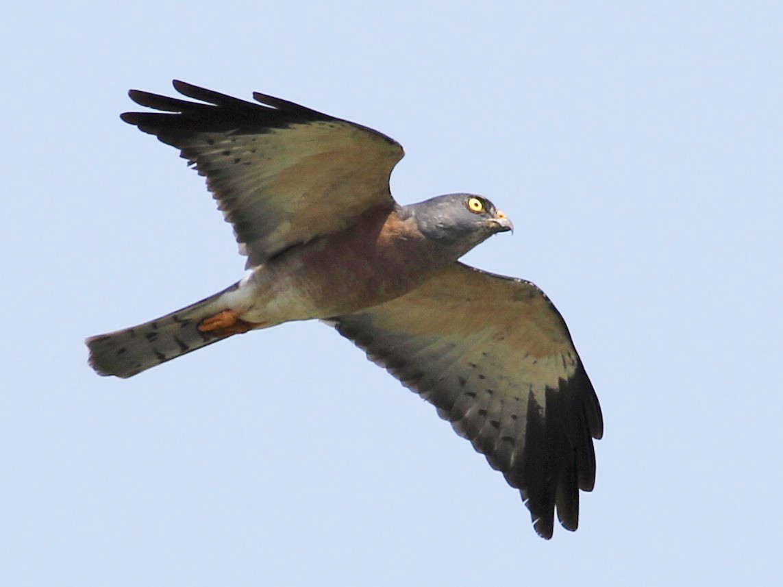 Chinese Sparrowhawk - eBird