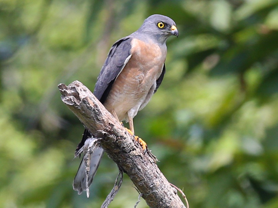 Chinese Sparrowhawk - eBird