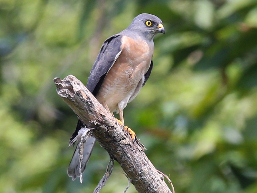 Chinese Sparrowhawk - eBird