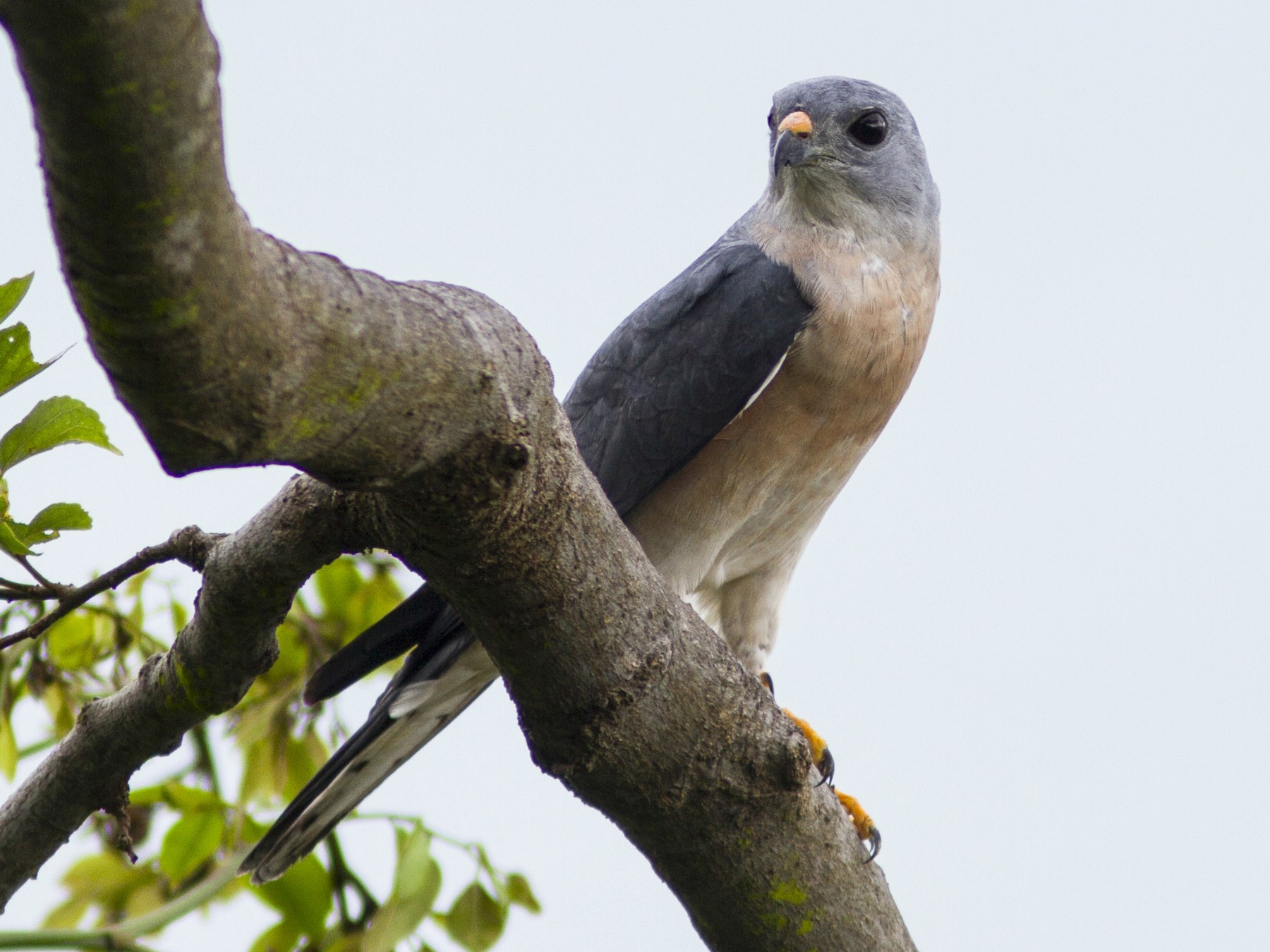 Chinese Sparrowhawk - eBird