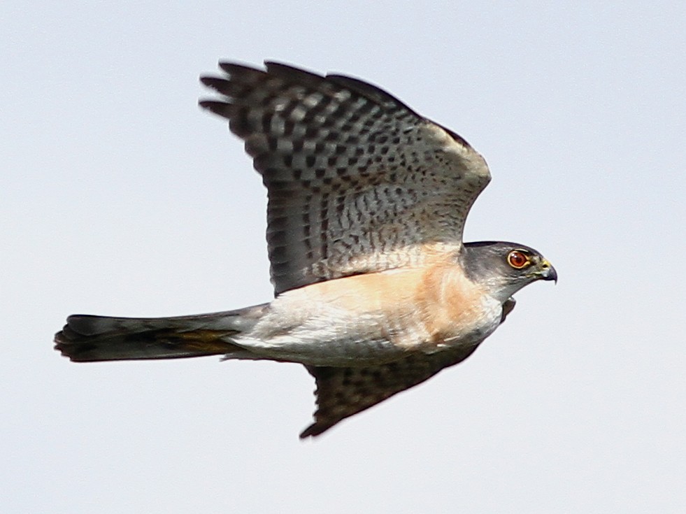 Japanese Sparrowhawk - eBird