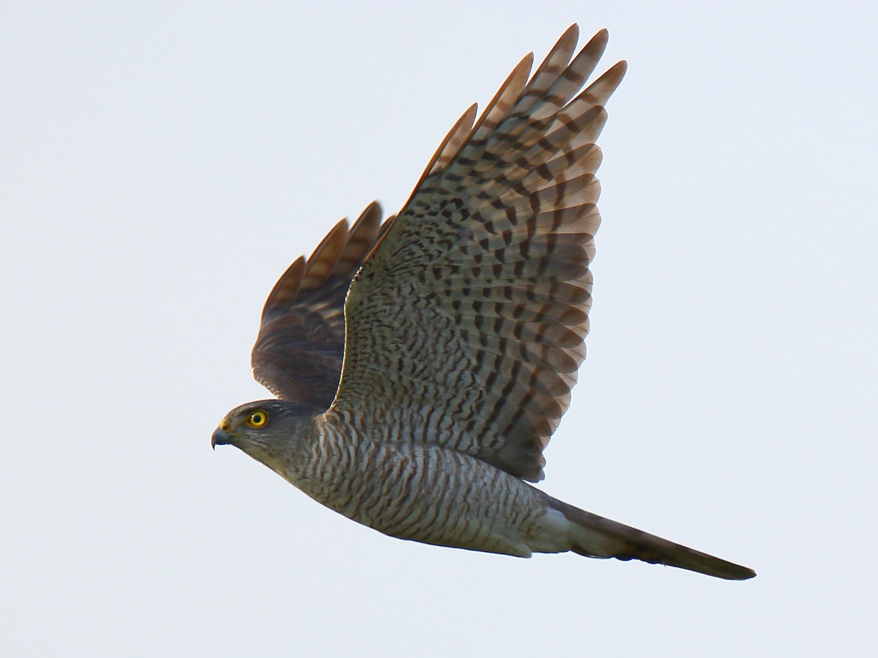 Japanese Sparrowhawk - eBird