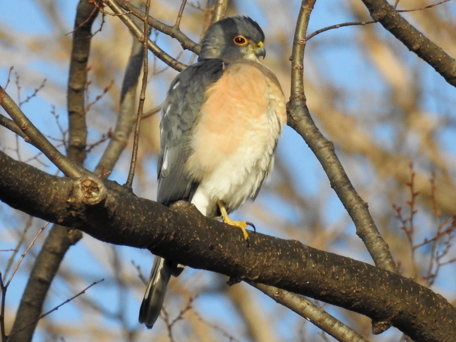 Japanese Sparrowhawk - eBird