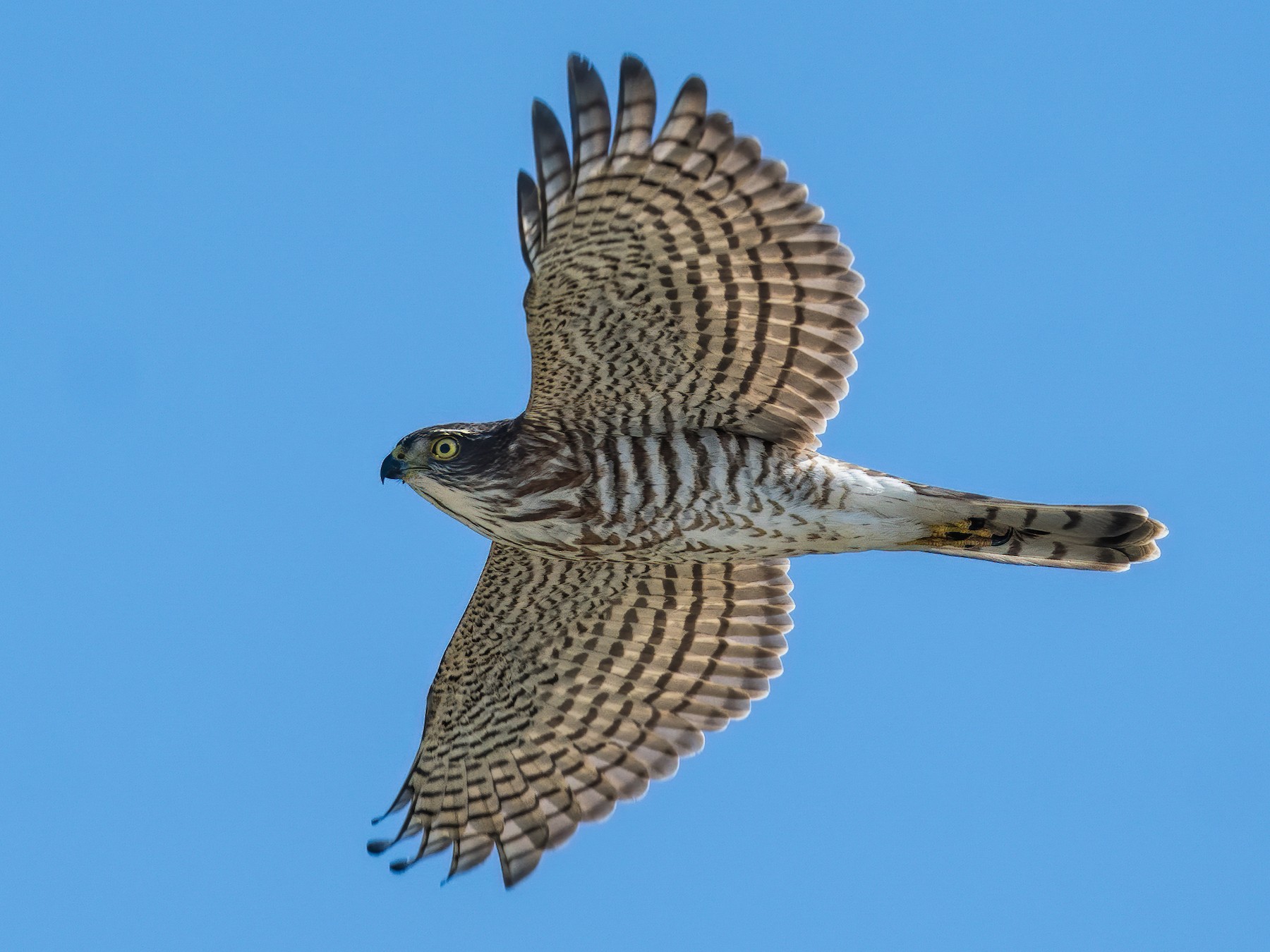 Japanese Sparrowhawk - eBird
