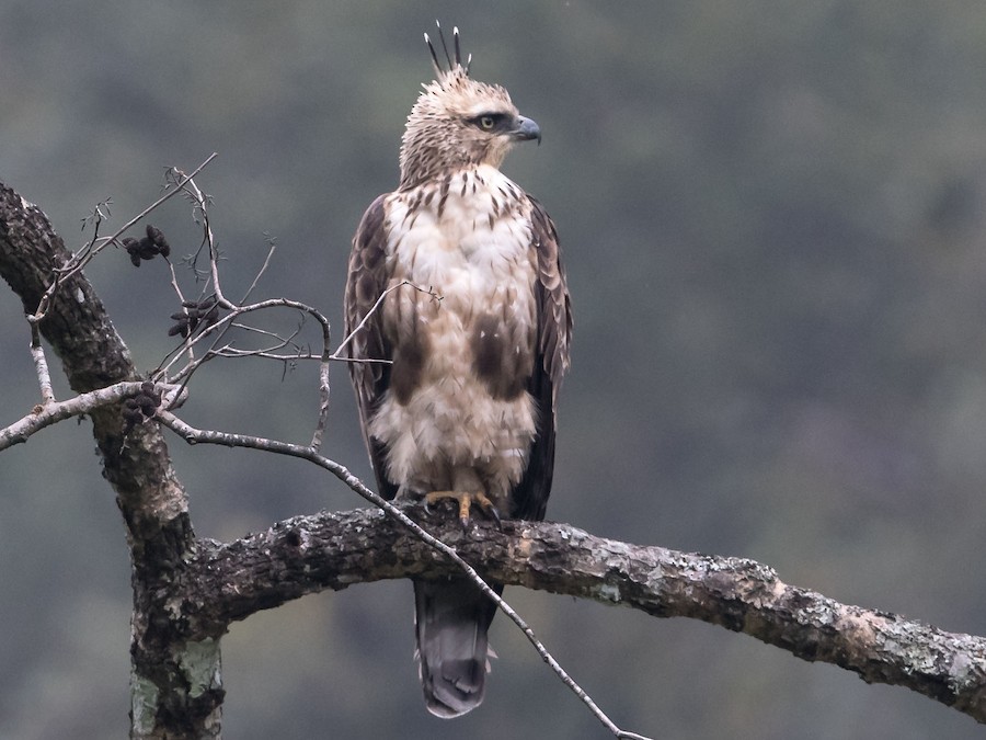 Mountain Hawk-Eagle - eBird