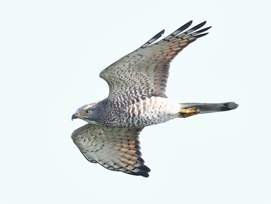 Gray-faced Buzzard - eBird