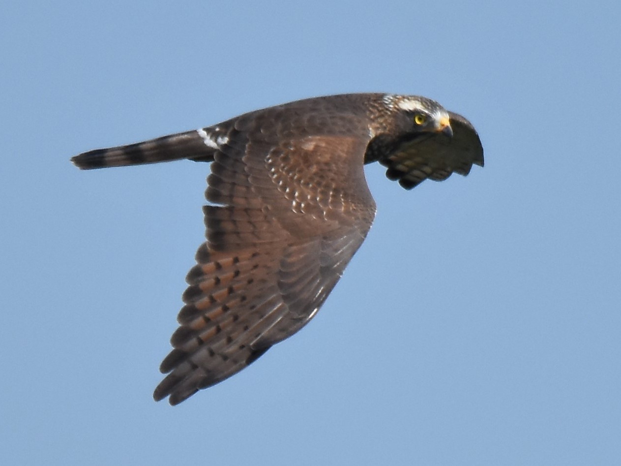 Gray-faced Buzzard - eBird