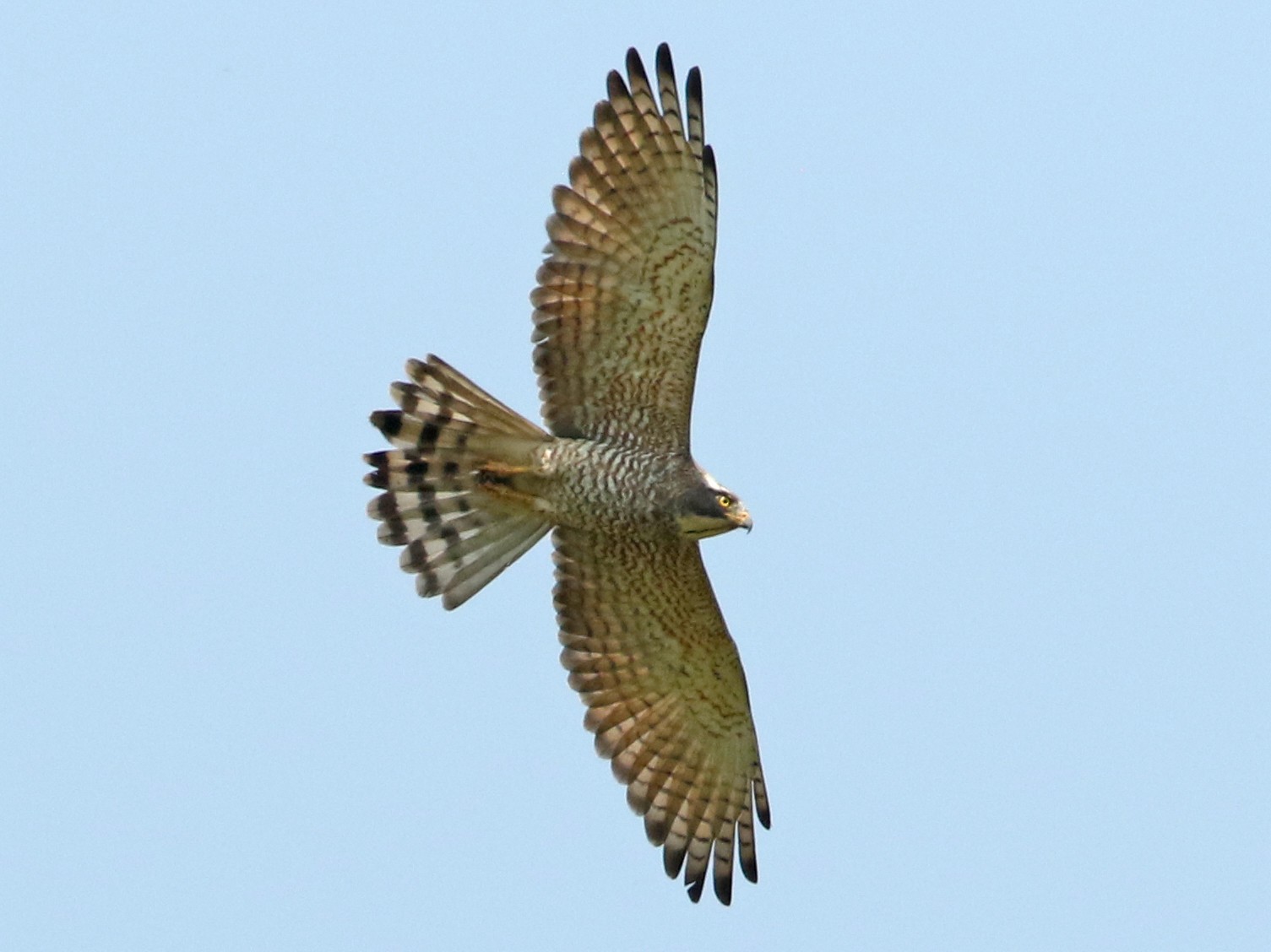 Grey-faced Buzzard - eBird