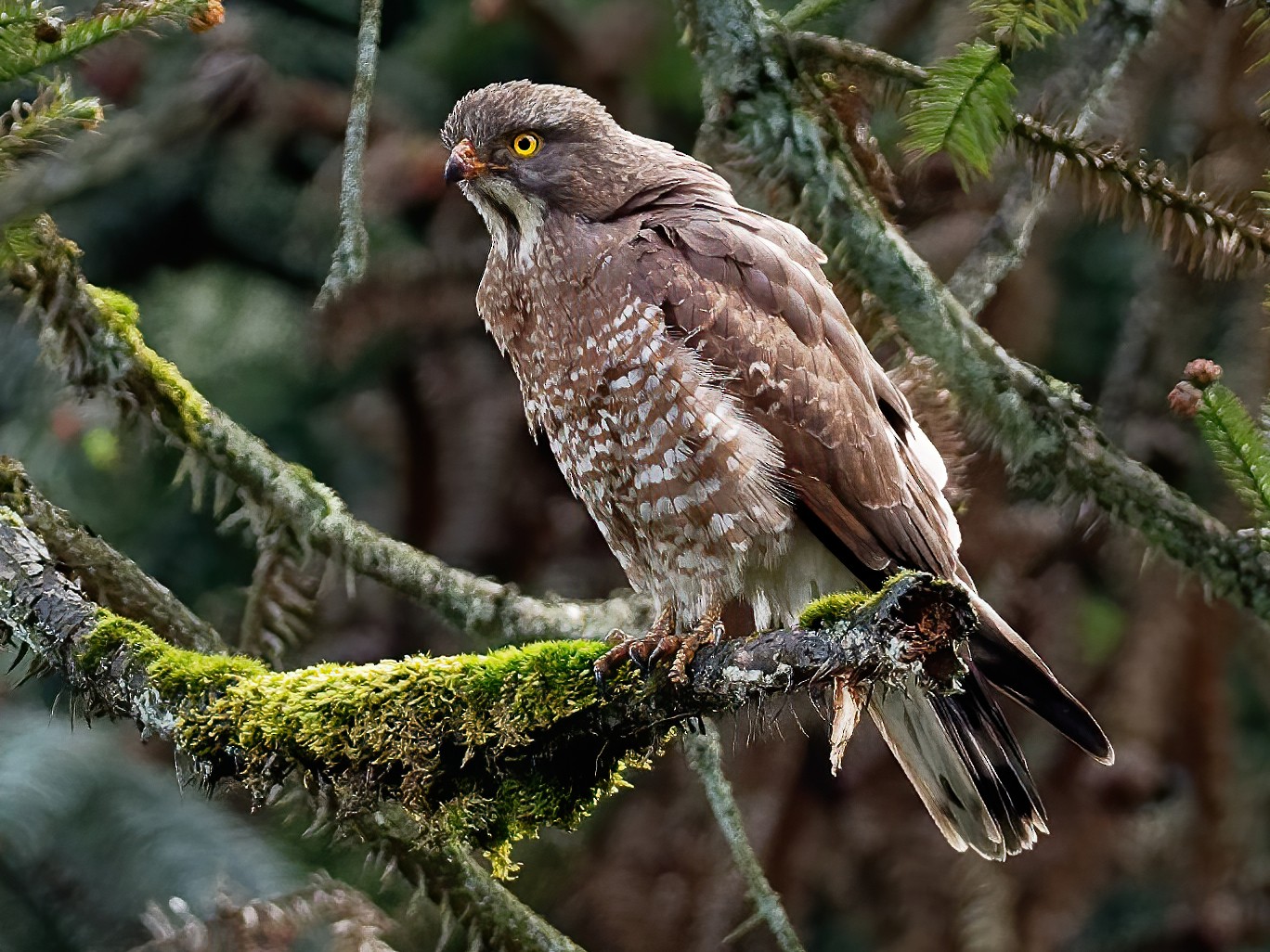 Gray-faced Buzzard - eBird