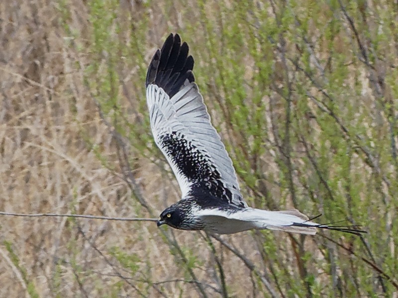Eastern Marsh Harrier - eBird