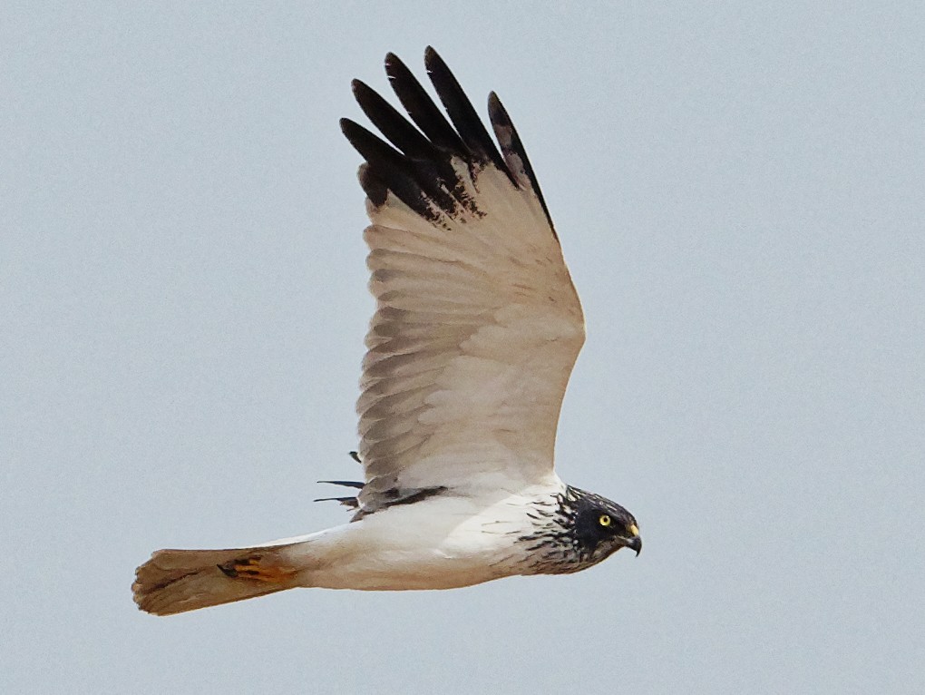 Eastern Marsh Harrier - eBird