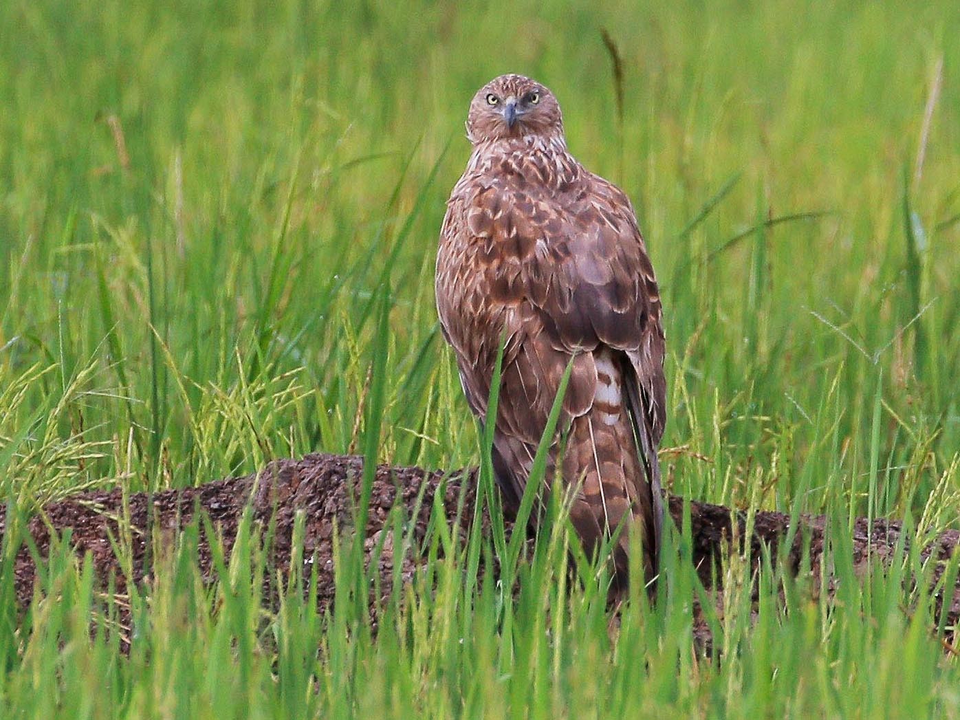 Eastern Marsh Harrier - eBird