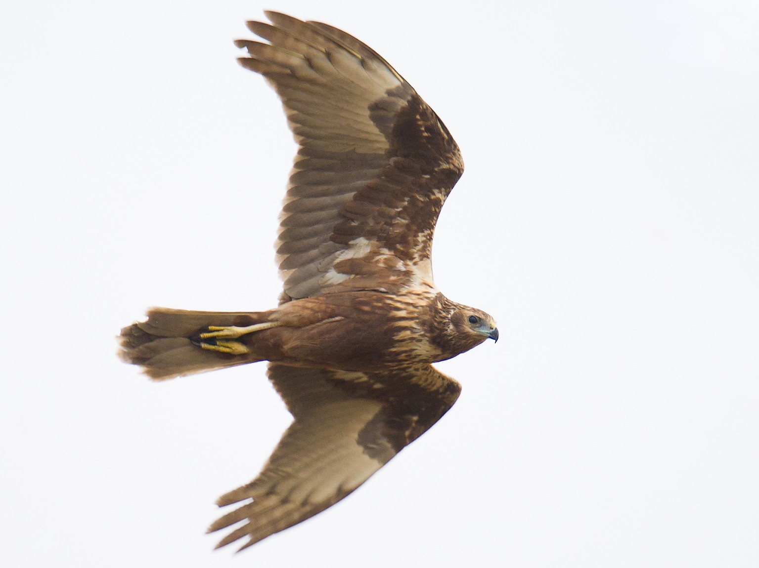 Japanese Birds Flying