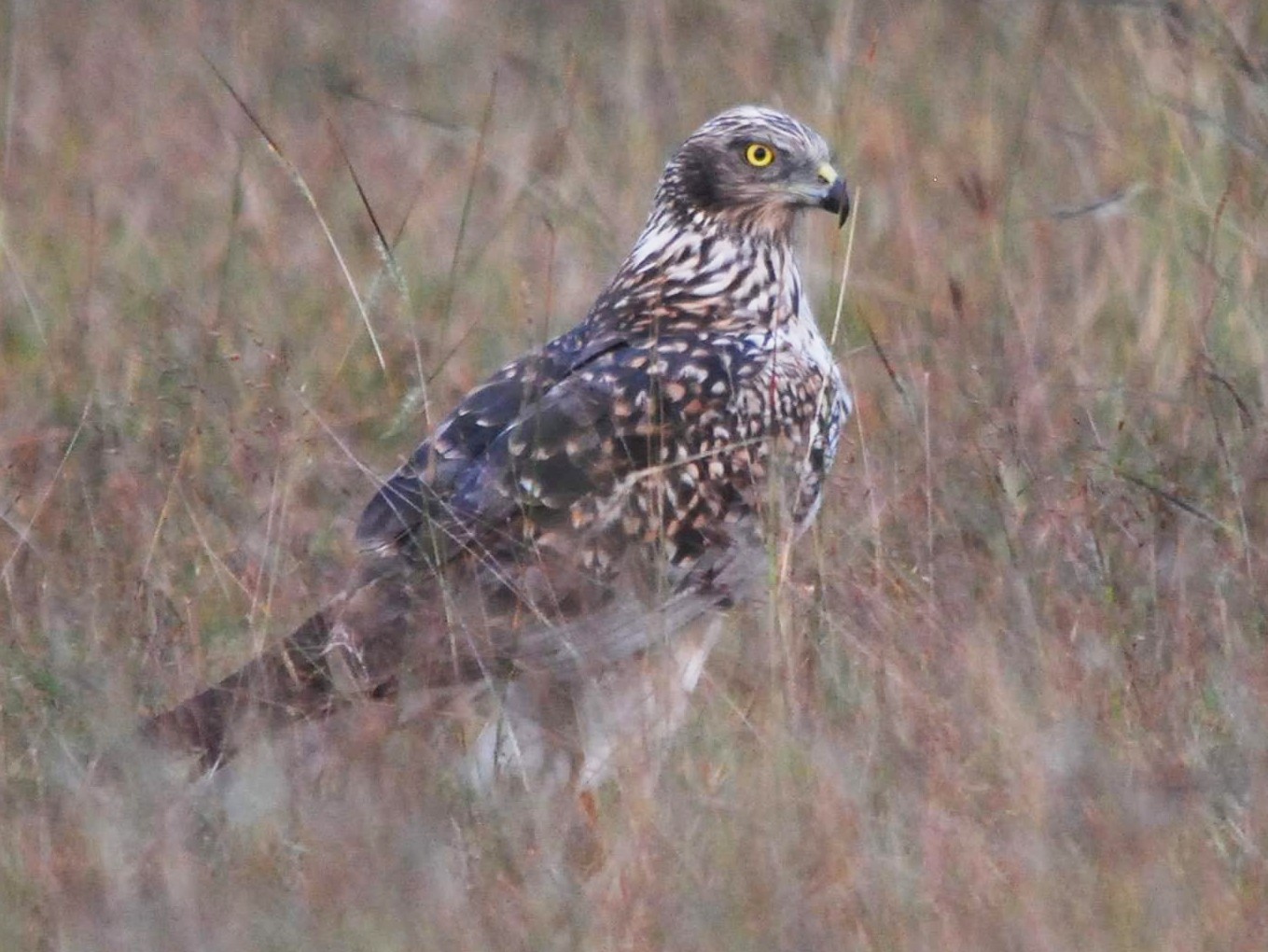 Eastern Marsh Harrier - eBird