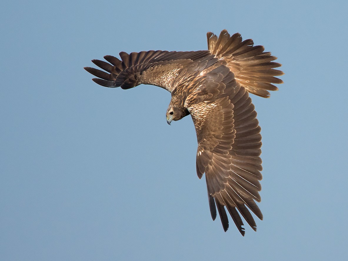 Eastern Marsh Harrier - eBird