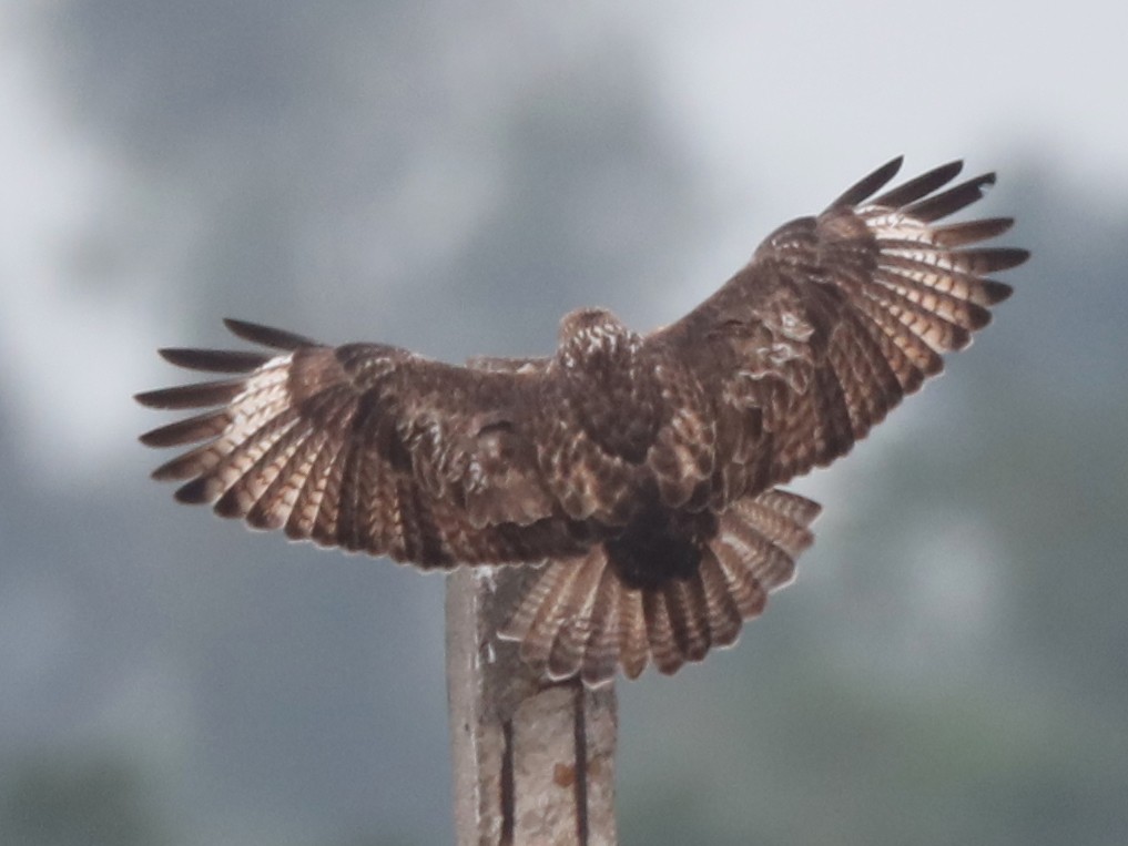 Eastern Buzzard - eBird