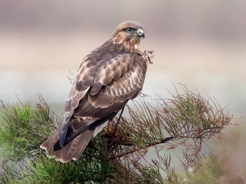 Eastern Buzzard - eBird