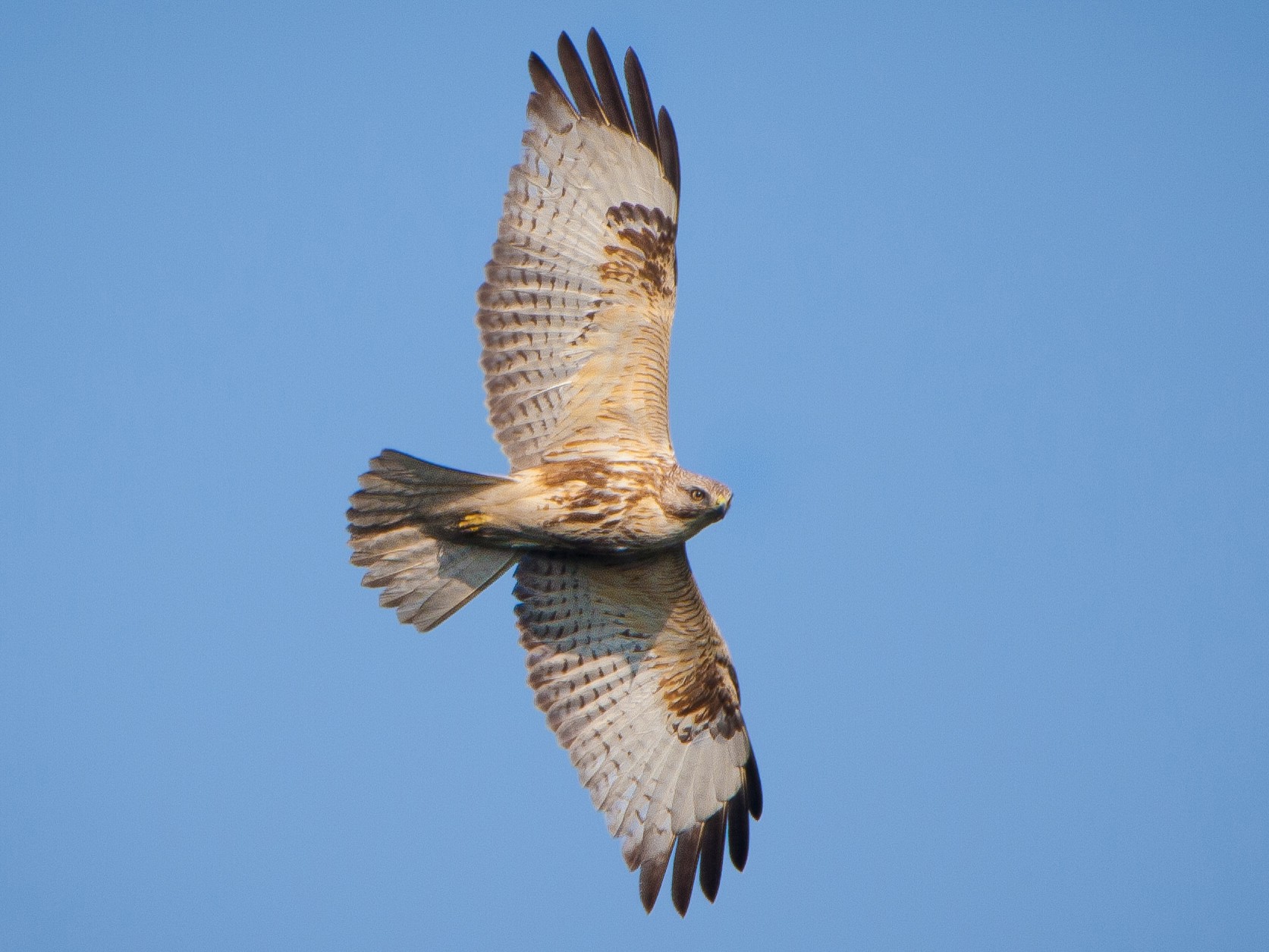 Eastern Buzzard - eBird