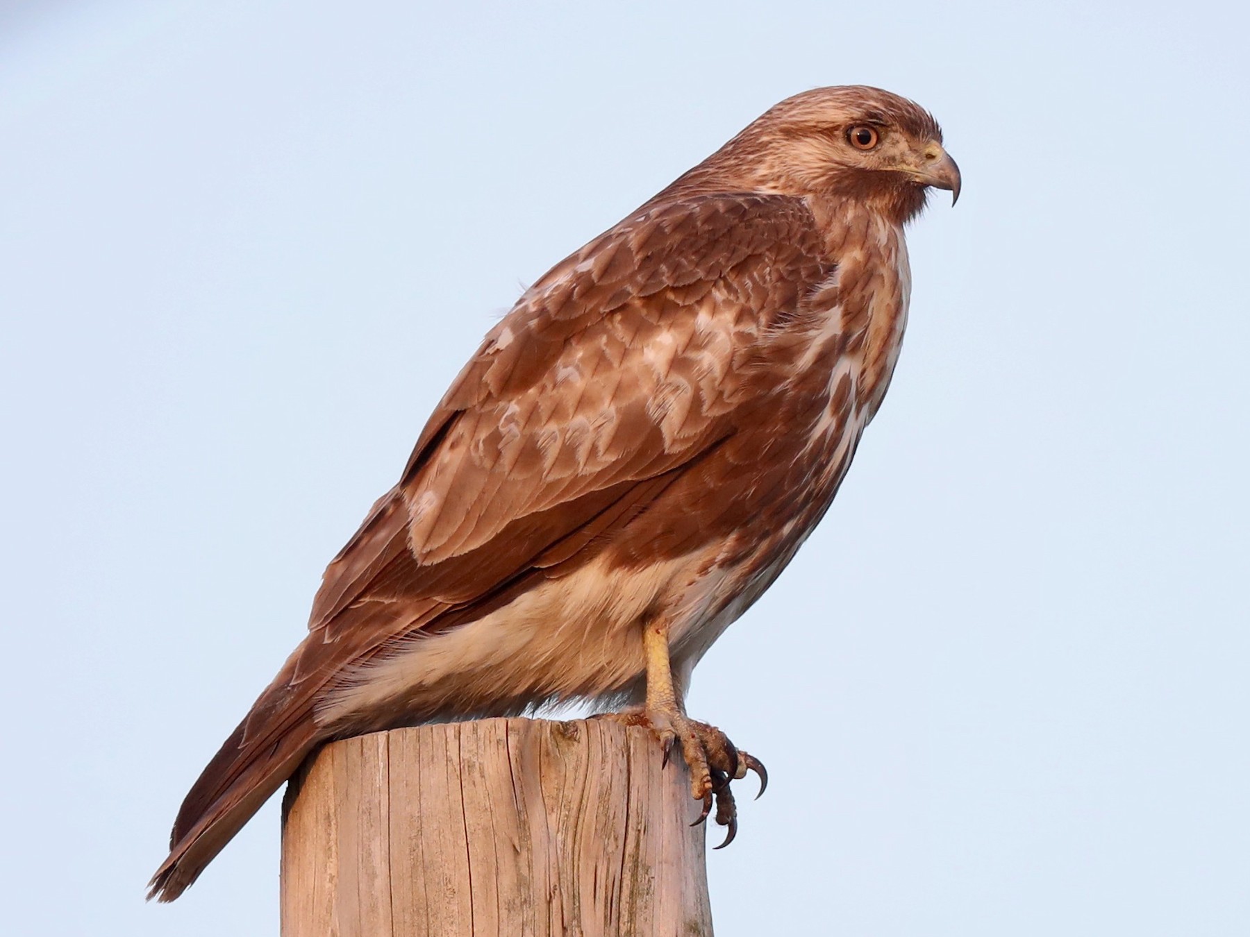 Eastern Buzzard - eBird