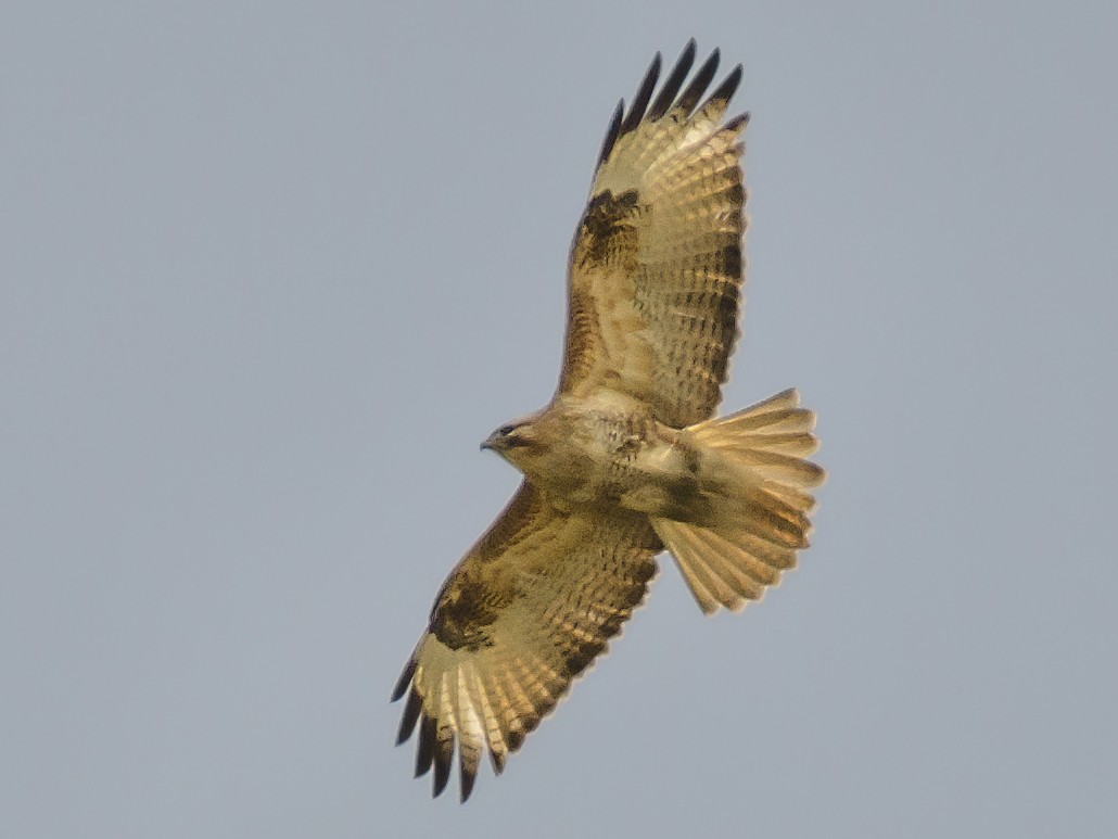 Eastern Buzzard - eBird