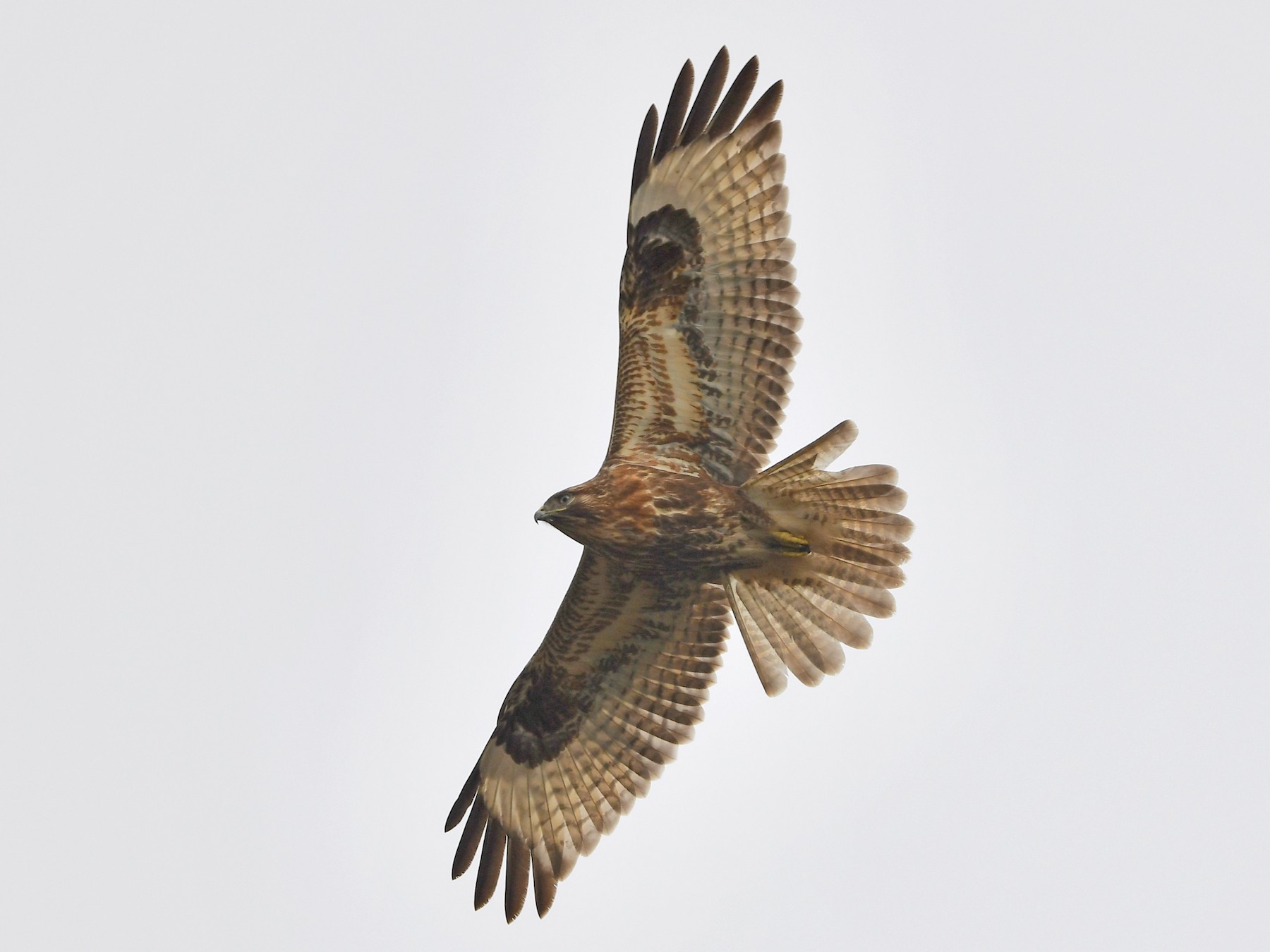 Eastern Buzzard - eBird