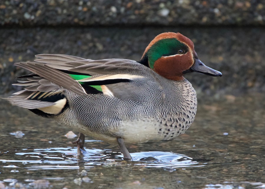 Green-winged Teal (Common Teal) [intergrade] - eBird