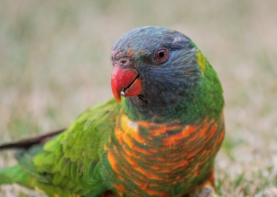 lorikeet sp. (Musk/Rainbow/Scaly-breasted Lorikeet hybrid) - eBird
