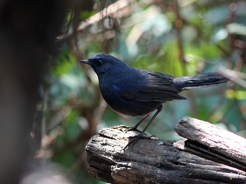 Blue-fronted Robin - eBird