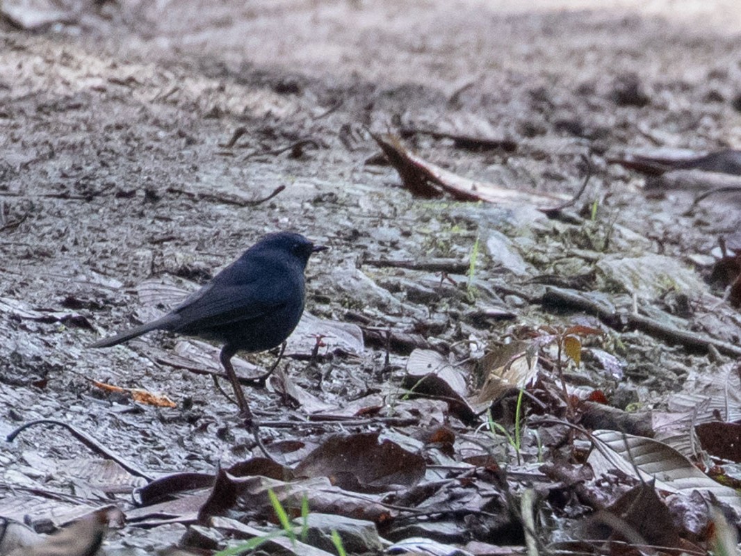 Blue-fronted Robin - eBird
