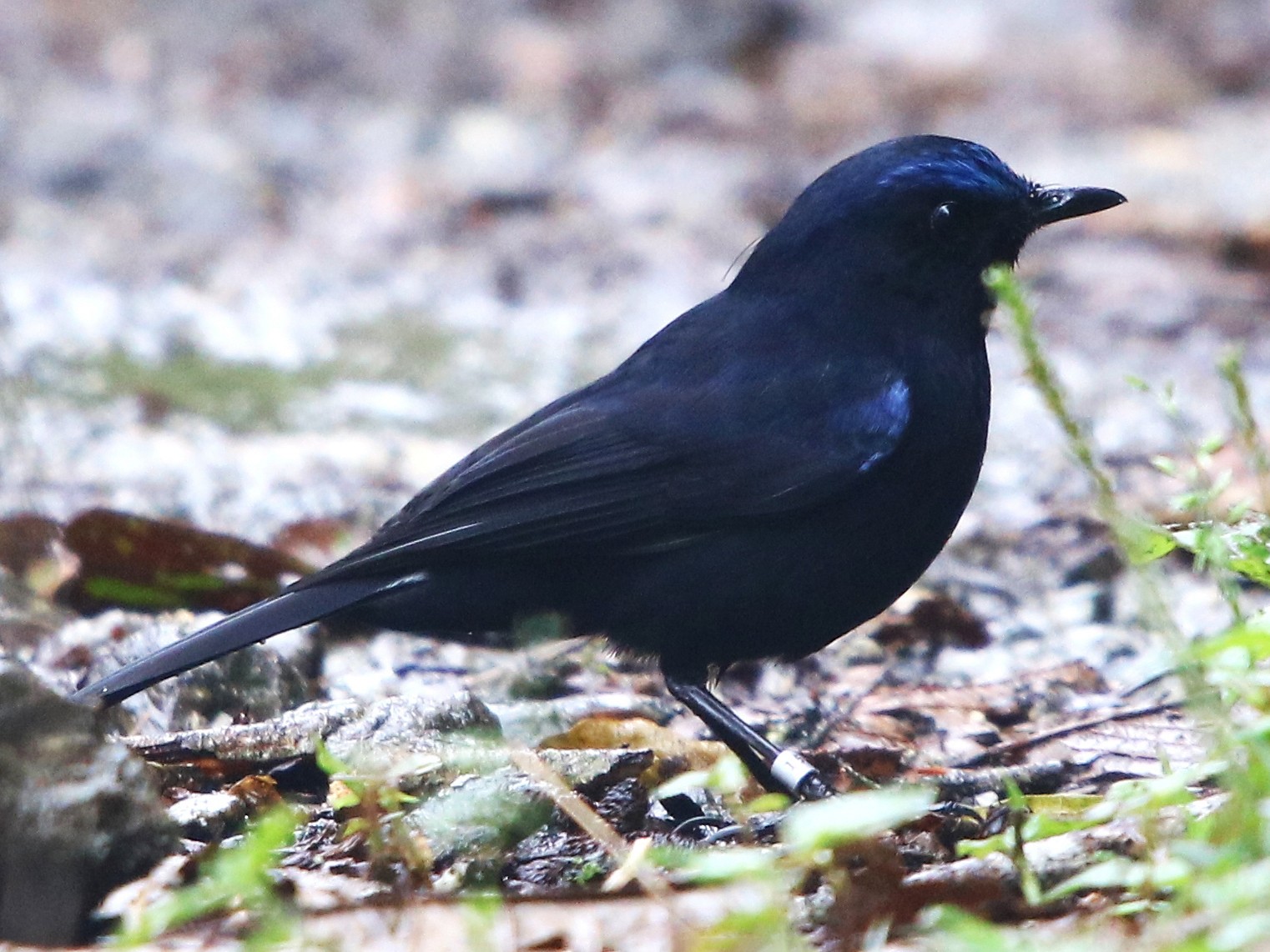 Blue-fronted Robin - eBird