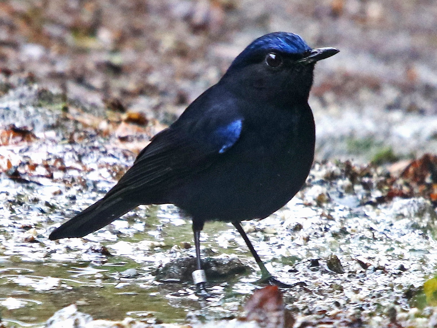 Blue-fronted Robin - eBird
