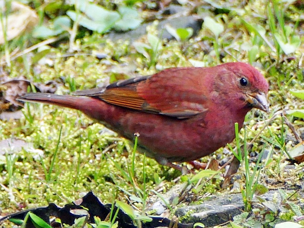 Blanford's Rosefinch - eBird
