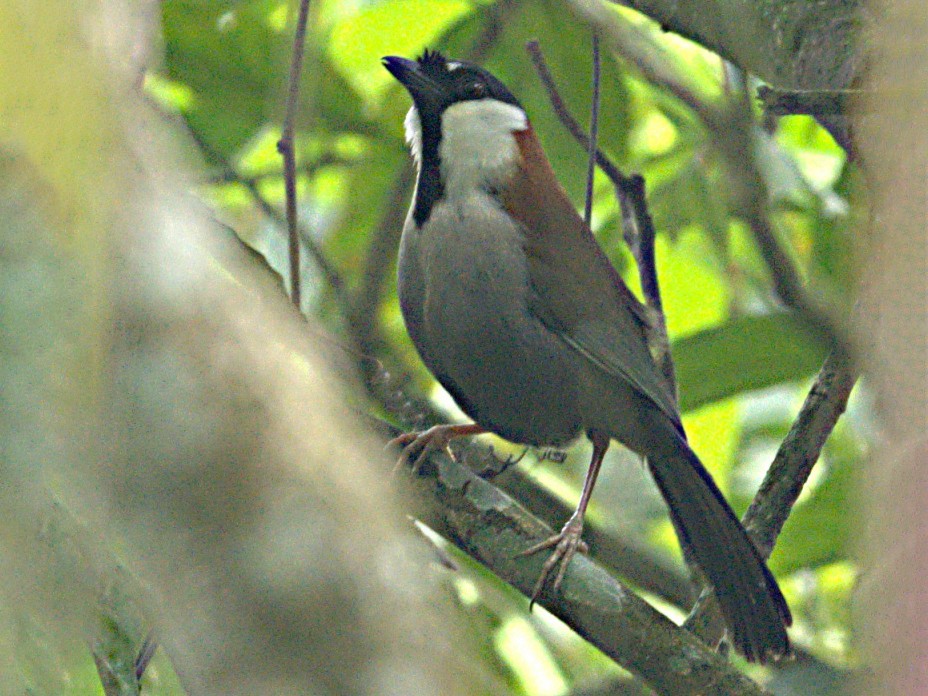 Chestnut-backed Laughingthrush - eBird