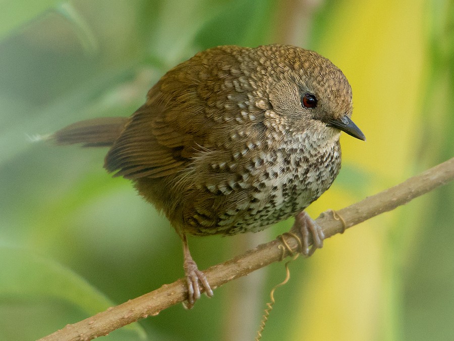 Chin Hills Wren-Babbler - eBird